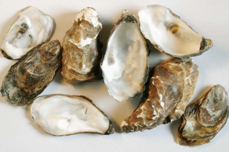 Mollusks Examples, Pictures & Facts, Different Types Of Mollusks