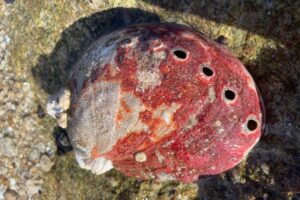 Mollusks Examples, Pictures & Facts, Different Types Of Mollusks
