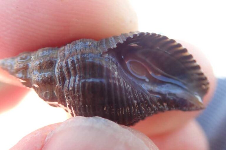 Mollusks Examples, Pictures & Facts, Different Types Of Mollusks