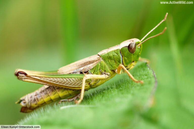 Examples Of Herbivores – Herbivorous Animals List, Pictures ...