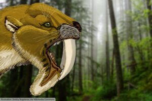 Saber-Toothed Thylacosmilus – A Predator With Sideways-Facing Eyes