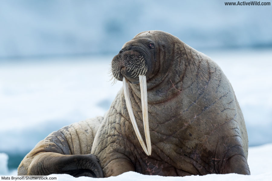 Walrus Facts Pictures Discover The Iconic Tusked Arctic Animal