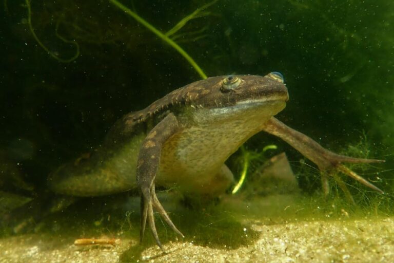 Weird Amphibians: List Of The Strangest Amphibians, Pictures ...