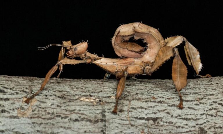 Weird Insects List With Pictures & Facts, The World's Weirdest Insects