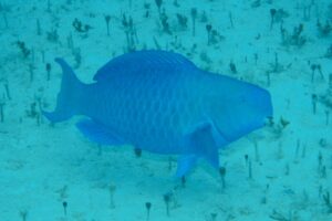 Weird Fish List With Pictures & Facts: The World's Weirdest Fish