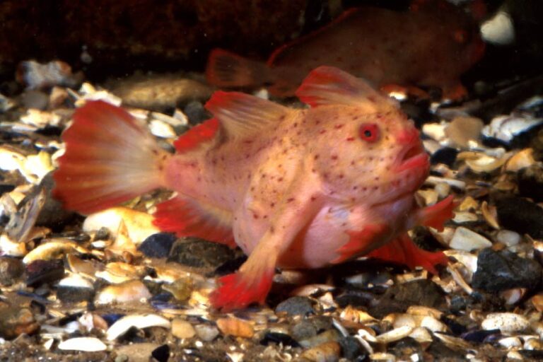 Weird Sea Creatures, Info, Pictures & Facts: World's Strangest Ocean ...