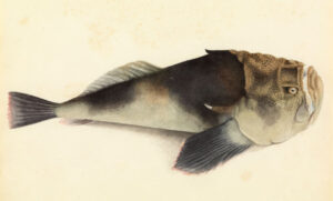 Weird Fish List With Pictures & Facts: The World's Weirdest Fish