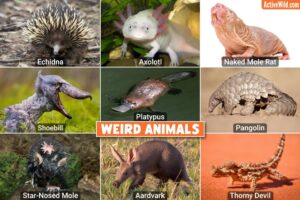 Weird Animals – A List Of The World's Strangest Species