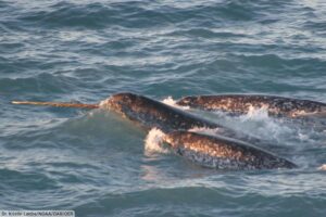Types Of Whales: Pictures & Facts On Every Living Whale Species ...