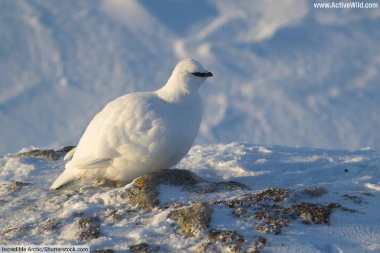 Tundra Animals List With Pictures & Interesting Facts