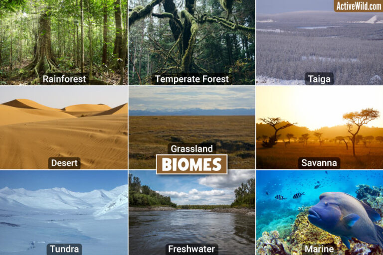 Biomes What Is A Biome Different Types Of Biomes Biomes What Is A Biome Different Types Of Biomes
