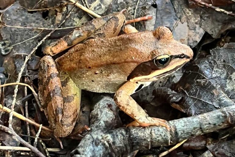 Animals That Hibernate: Pictures & Facts: What Animals Hibernate?