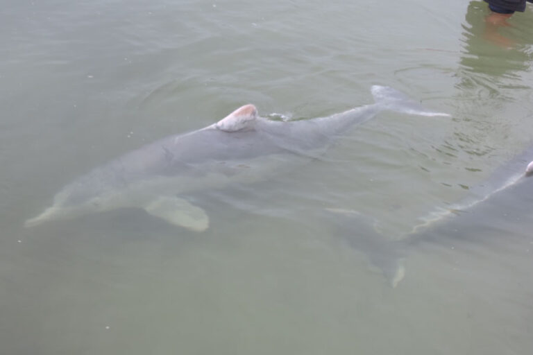 Types Of Dolphins: List Of All Dolphin Species, Pictures & Facts