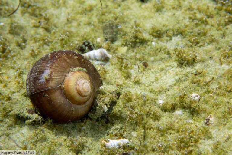 Animals That Live In A Lake: Lake Animals Pictures & Facts