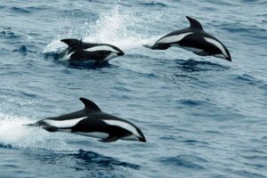 Types Of Dolphins: List Of All Dolphin Species, Pictures & Facts