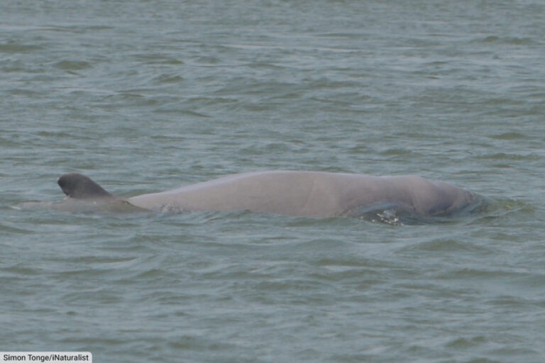 Types Of Dolphins: List Of All Dolphin Species, Pictures & Facts