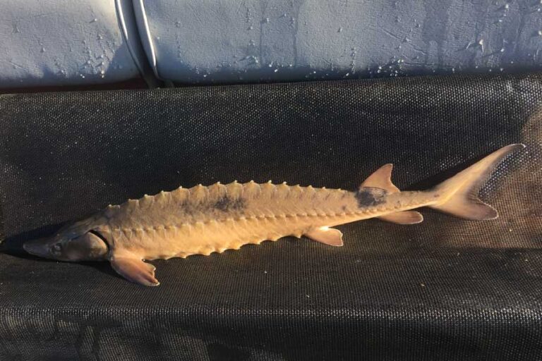 Animals That Live In A Lake: Lake Animals Pictures & Facts