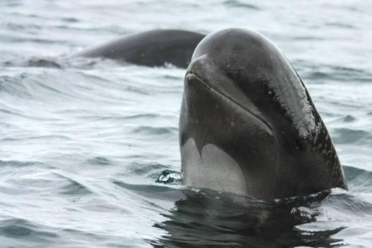 Types Of Dolphins: List Of All Dolphin Species, Pictures & Facts
