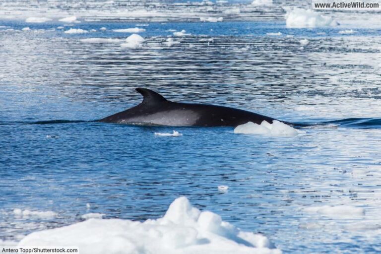 Types Of Whales: Pictures & Facts On Every Living Whale Species