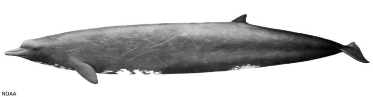Types Of Whales: Pictures & Facts On Every Living Whale Species