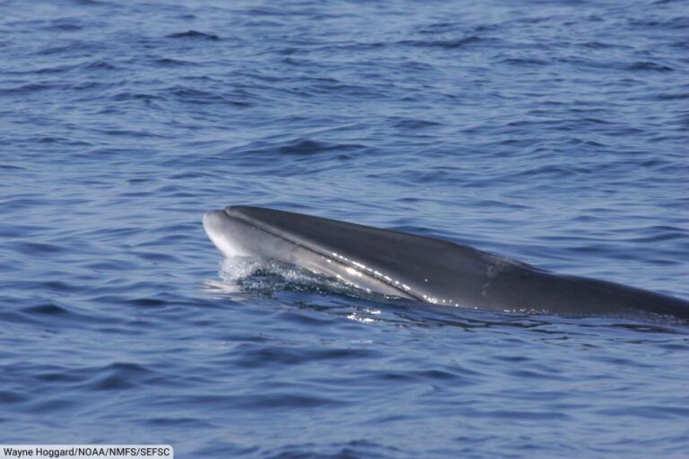 Common Minke Whale, Balaenoptera acutorostrata, Facts & Pictures