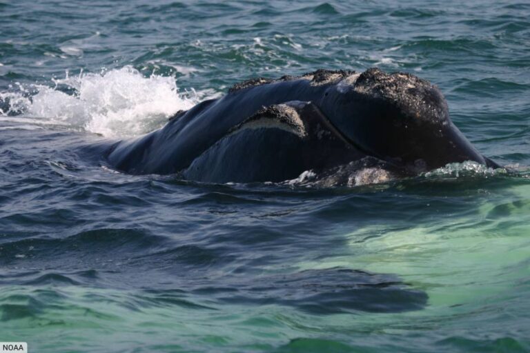 North Atlantic Right Whale Facts & Pictures