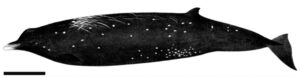 Types Of Whales: Pictures & Facts On Every Living Whale Species