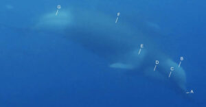 Types Of Whales: Pictures & Facts On Every Living Whale Species