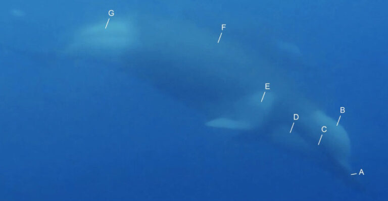 Types Of Whales: Pictures & Facts On Every Living Whale Species