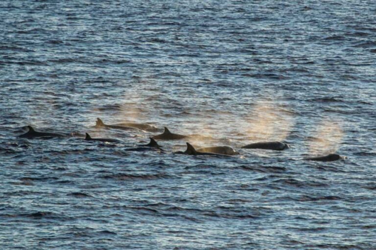 Types Of Whales: Pictures & Facts On Every Living Whale Species