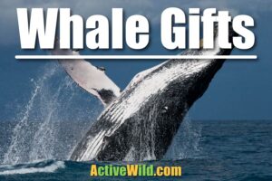 Whale Gifts - A Selection Of Gifts For Whale Lovers - Active Wild