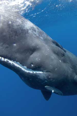 Weird Mammals - List Of The Weirdest Mammals, Pictures & Interesting Facts