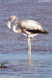 American Flamingo Facts, Pictures, Complete Species Guide
