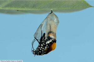 Butterfly Life Cycle Explained With Pictures & Facts On All 4 Stages ...