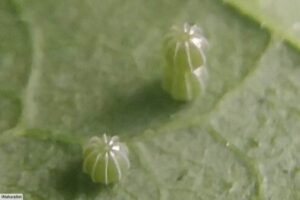 Butterfly Life Cycle Explained With Pictures & Facts On All 4 Stages