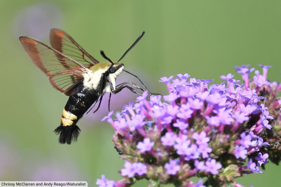 Hummingbird Moth Hummingbird Moth Facts Moths That Look And Sound Hummingbird Moth Hummingbird Moth Facts Moths That Look And Sound