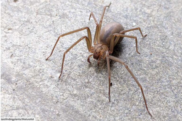 Types Of Spiders With Pictures & Facts: Main Spider Groups