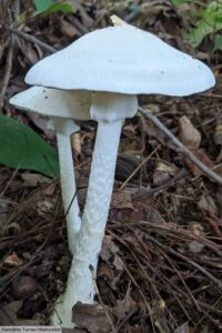 Mushroom Facts - The Ultimate Guide To Mushrooms