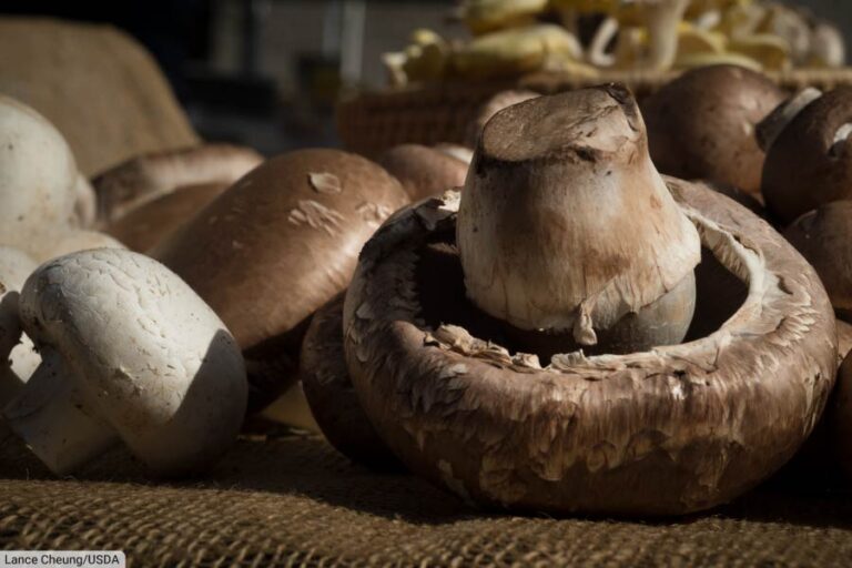 Mushroom Facts - The Ultimate Guide To Mushrooms