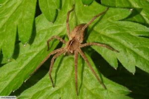 Types Of Spiders With Pictures & Facts: Main Spider Groups