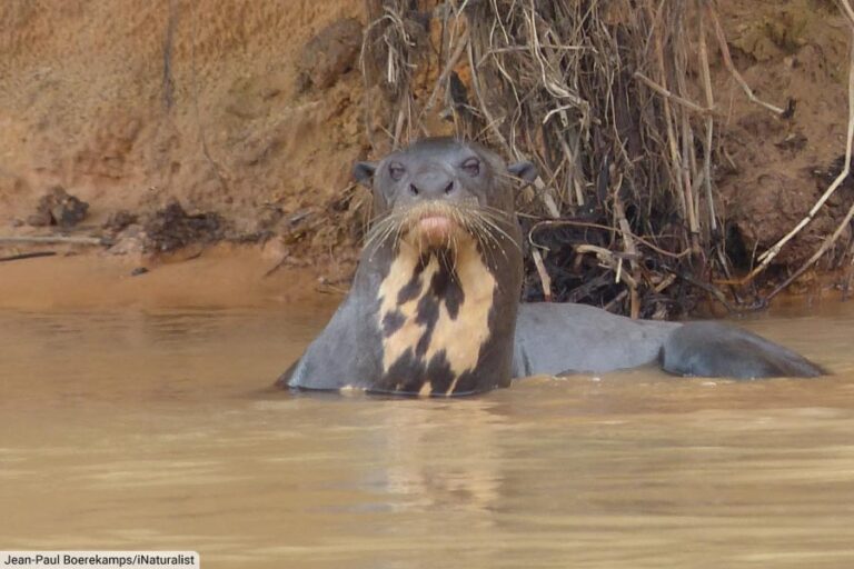 Giant River Otter, Pteronura Brasiliensis, Giant Otter: Facts & Pictures