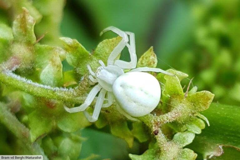 Types Of Spiders With Pictures & Facts: Main Spider Groups