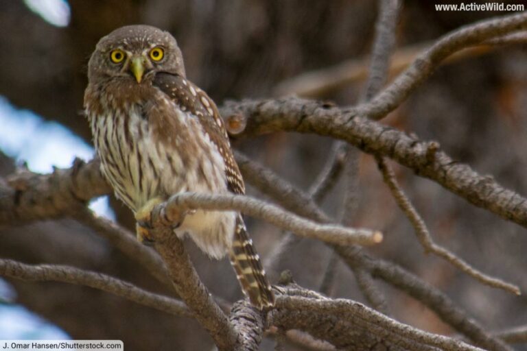 Types Of Owls: List Of Interesting Species From Around The World