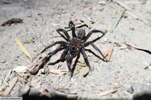 Types Of Spiders With Pictures & Facts: Main Spider Groups