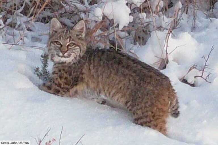 Types Of Wild Cats: All Cats In The Cat Family | Environment.org