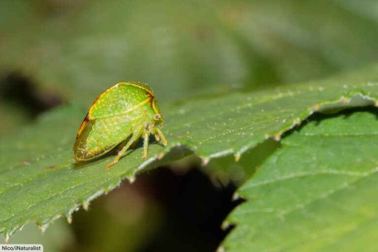 Arboreal Animals Pictures & Facts: Animals That Live In Trees