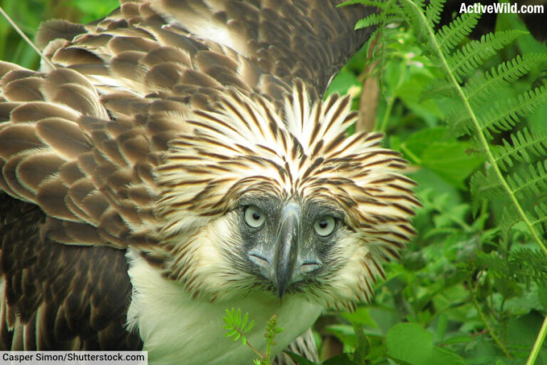 Philippine Eagle Facts, Pictures, Complete Species Guide - Active Wild