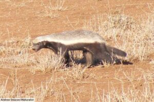 Honey Badger Facts, Pictures: Complete Species Guide | Environment.org