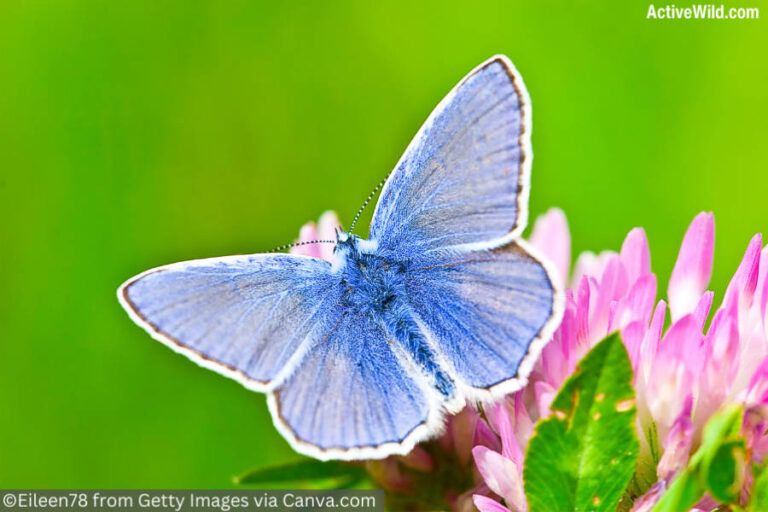 The World's Most Beautiful Butterflies: Pictures & Facts