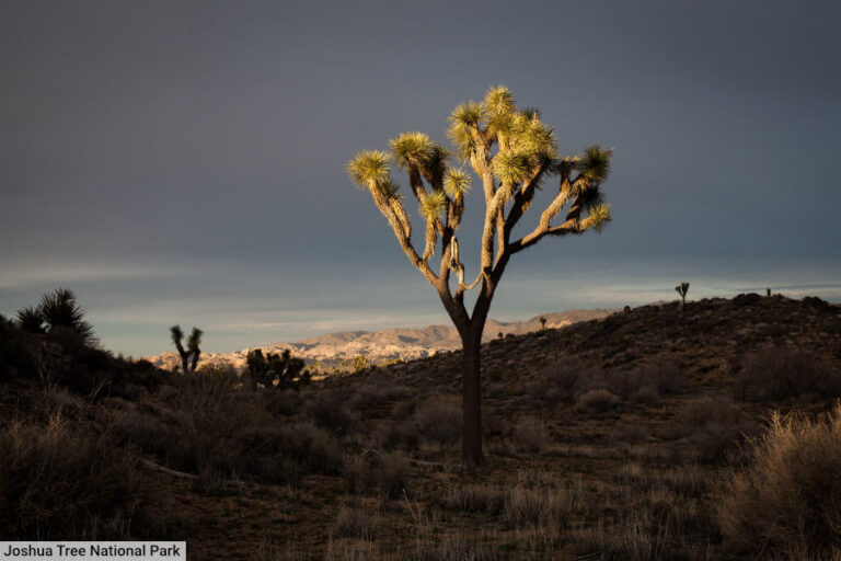U.S. National Parks By State: Complete List With Visitor Guides